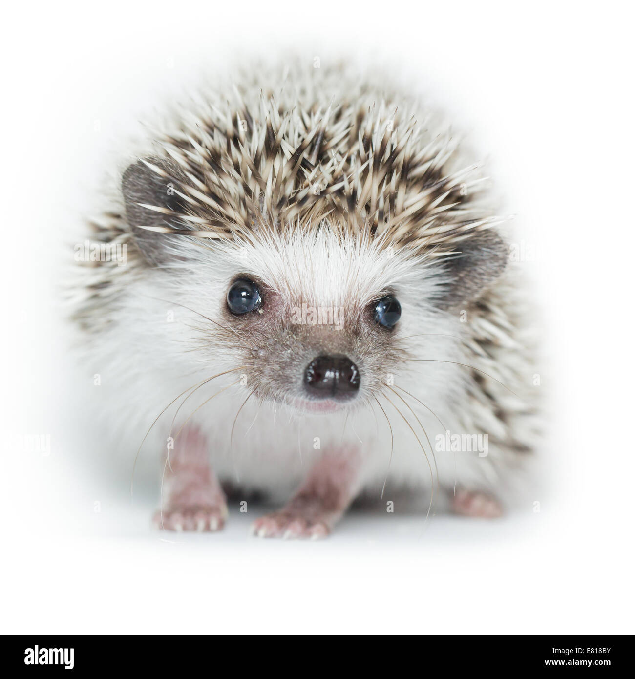 Cute African Pygmy Hedgehog