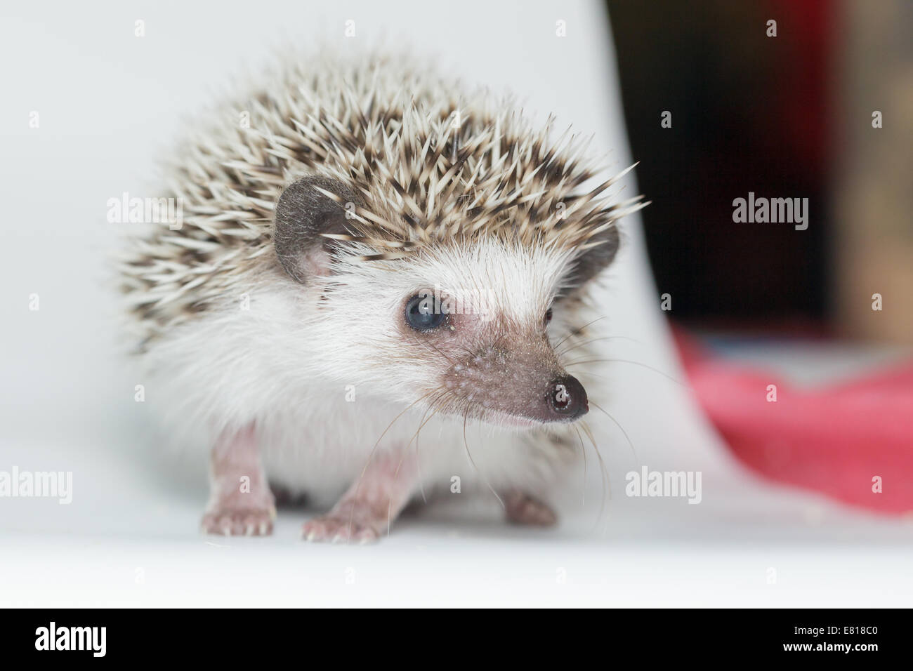 Atelerix albiventris, African pygmy hedgehog. in front of white ...