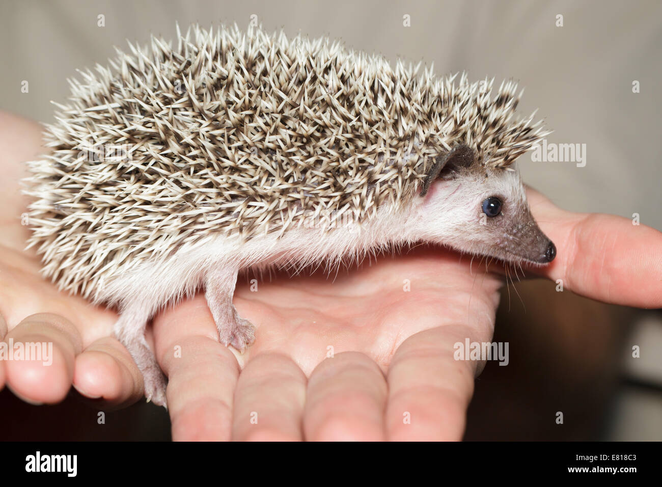 Atelerix albiventris, African pygmy hedgehog in hand Stock Photo - Alamy