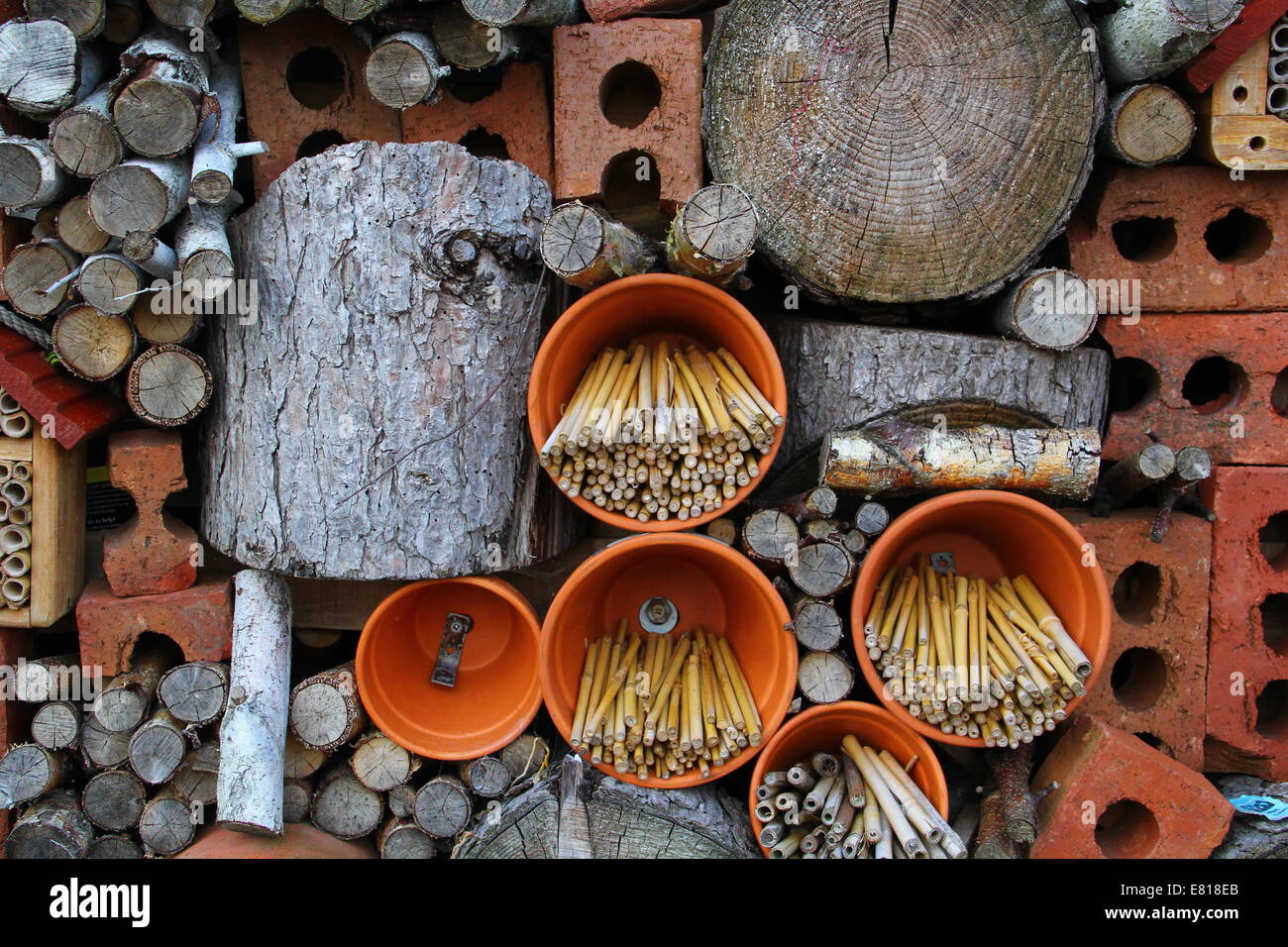 Wildlife stack for insects hi-res stock photography and images - Alamy