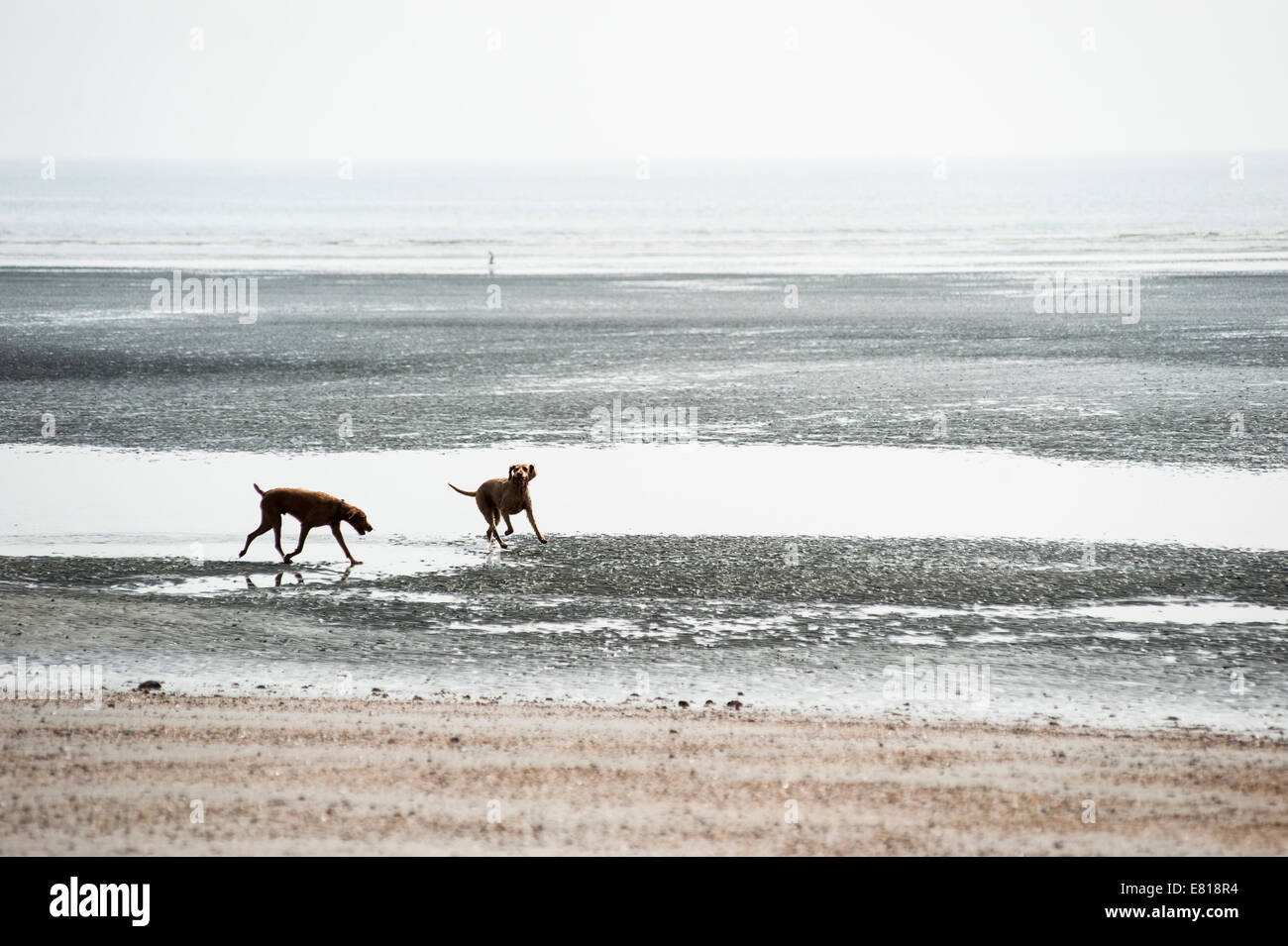 Two dogs run hi-res stock photography and images - Alamy
