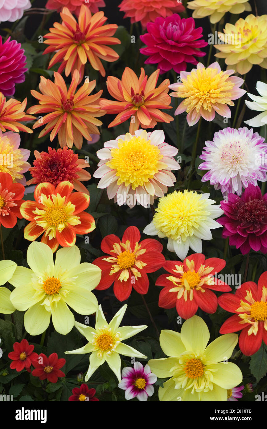 Multicolored flowers texture hi-res stock photography and images - Alamy