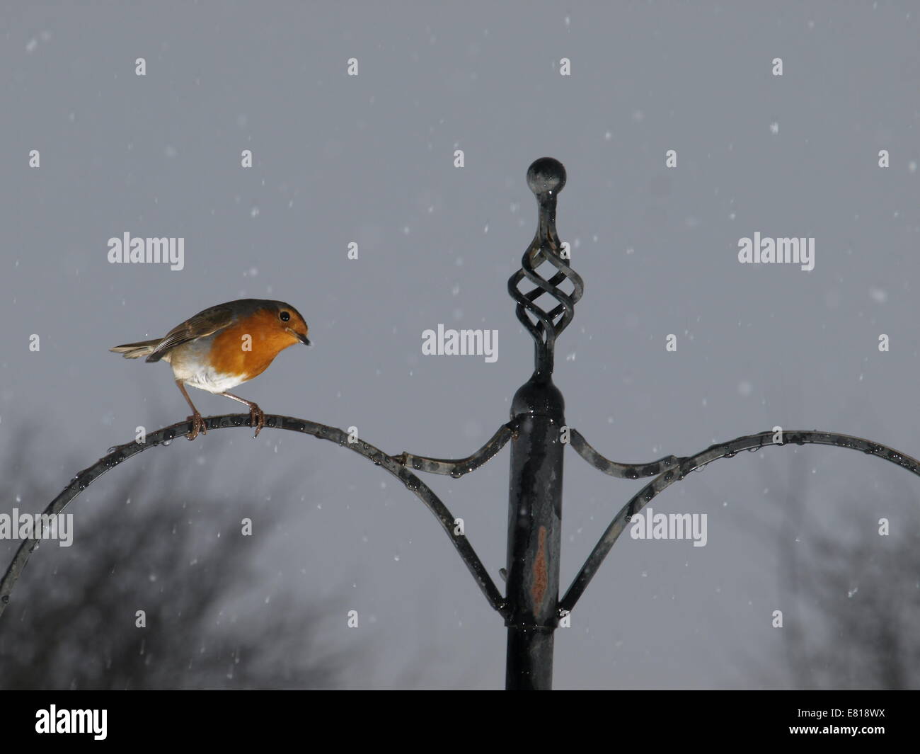 Robin in the rain Stock Photo - Alamy