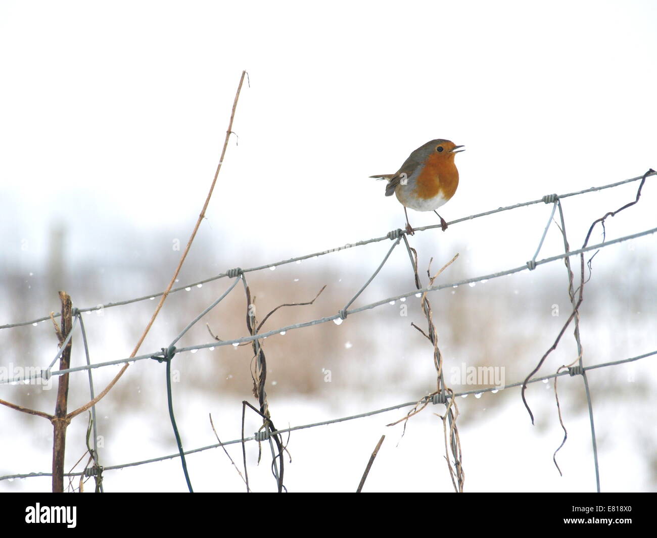 Robin singing on wire fence Stock Photo - Alamy