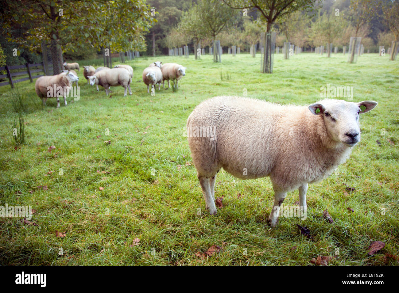 Sheep lambs in orchard hi-res stock photography and images - Alamy