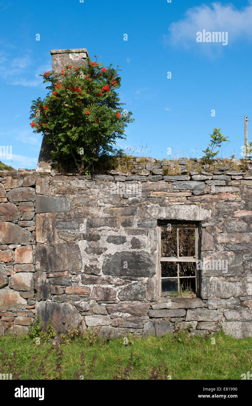 Old croft house on the Isle of Lewis with Rowan trees growing out of ...
