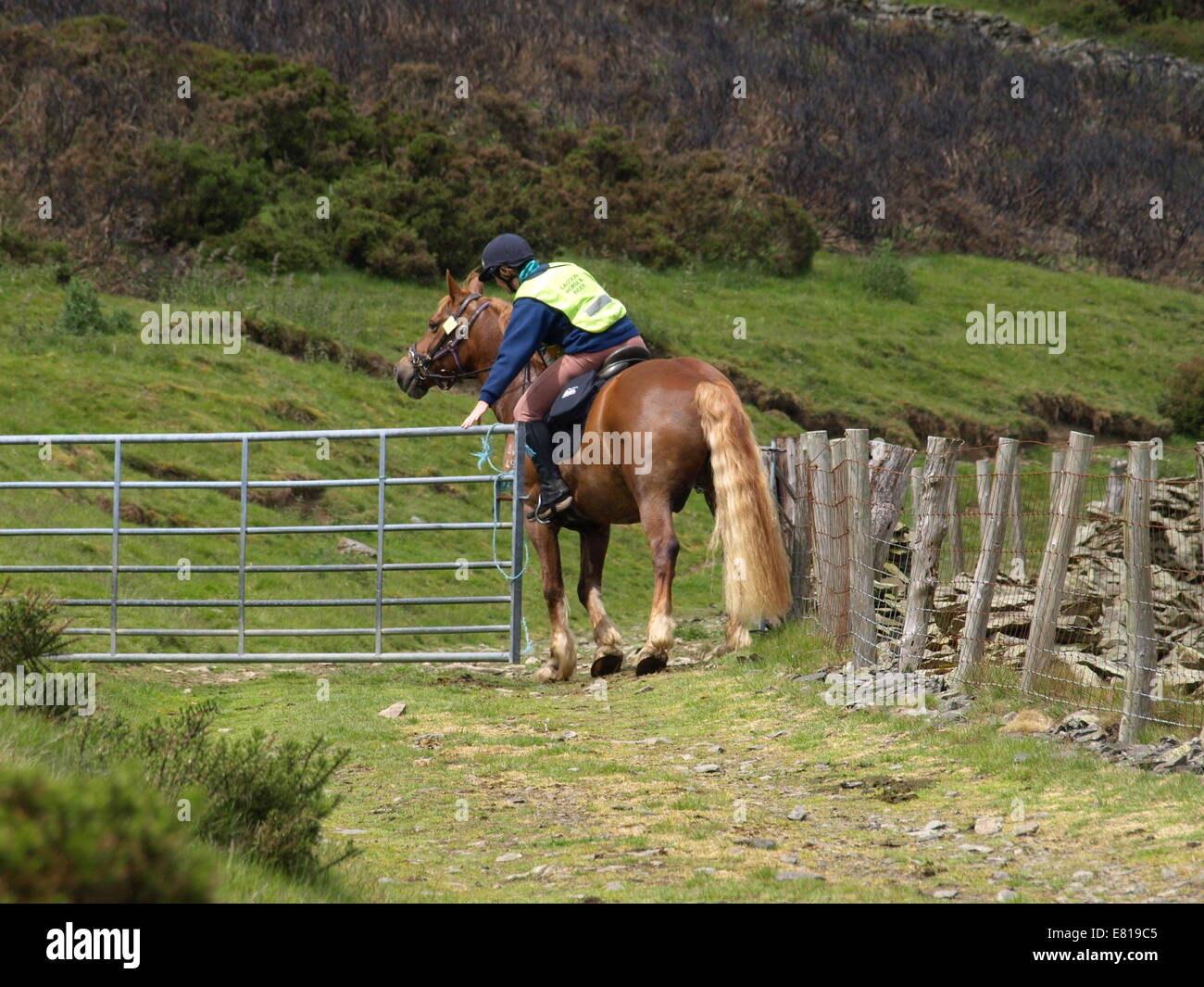 Horse and rider opening gate Stock Photo - Alamy