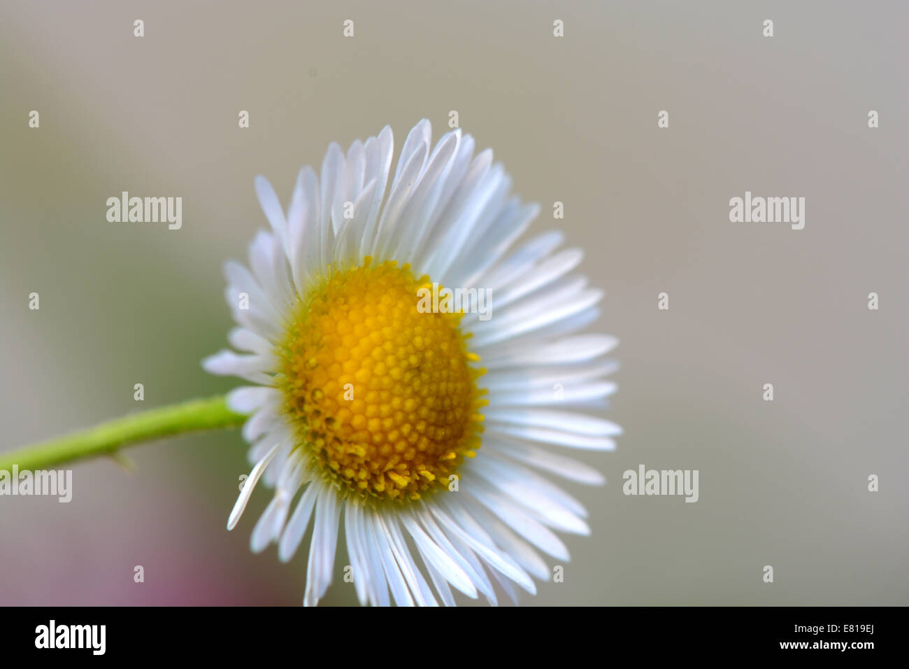 Small sunny chamomile flowers close-up Stock Photo - Alamy