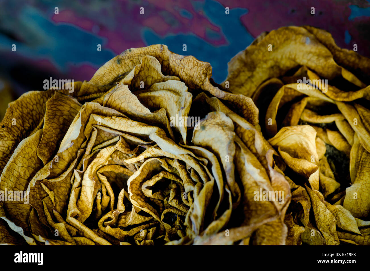 Beautiful dried roses on hi-res stock photography and images - Alamy