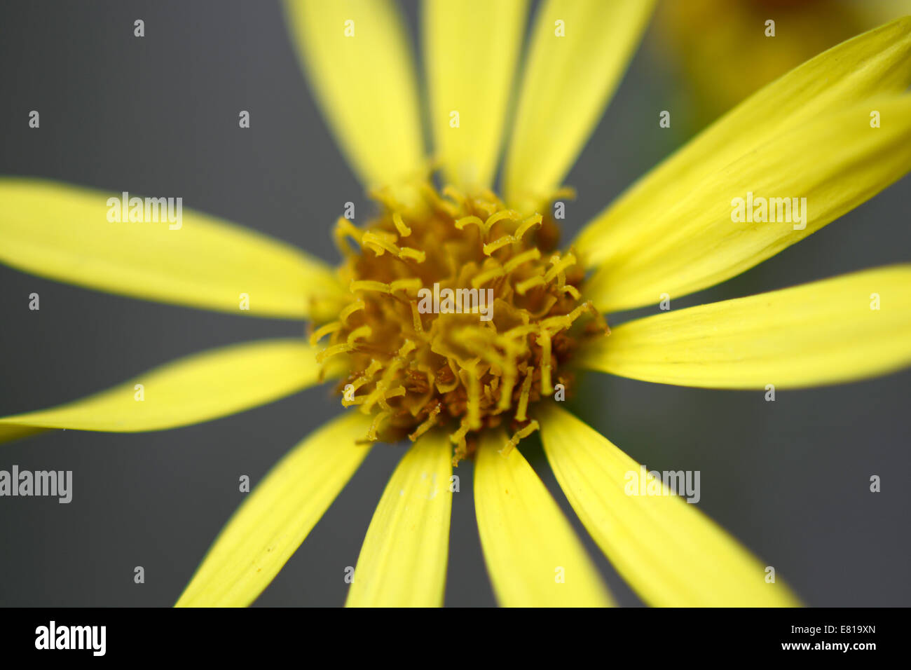 Macro view yellow orange hi-res stock photography and images - Alamy