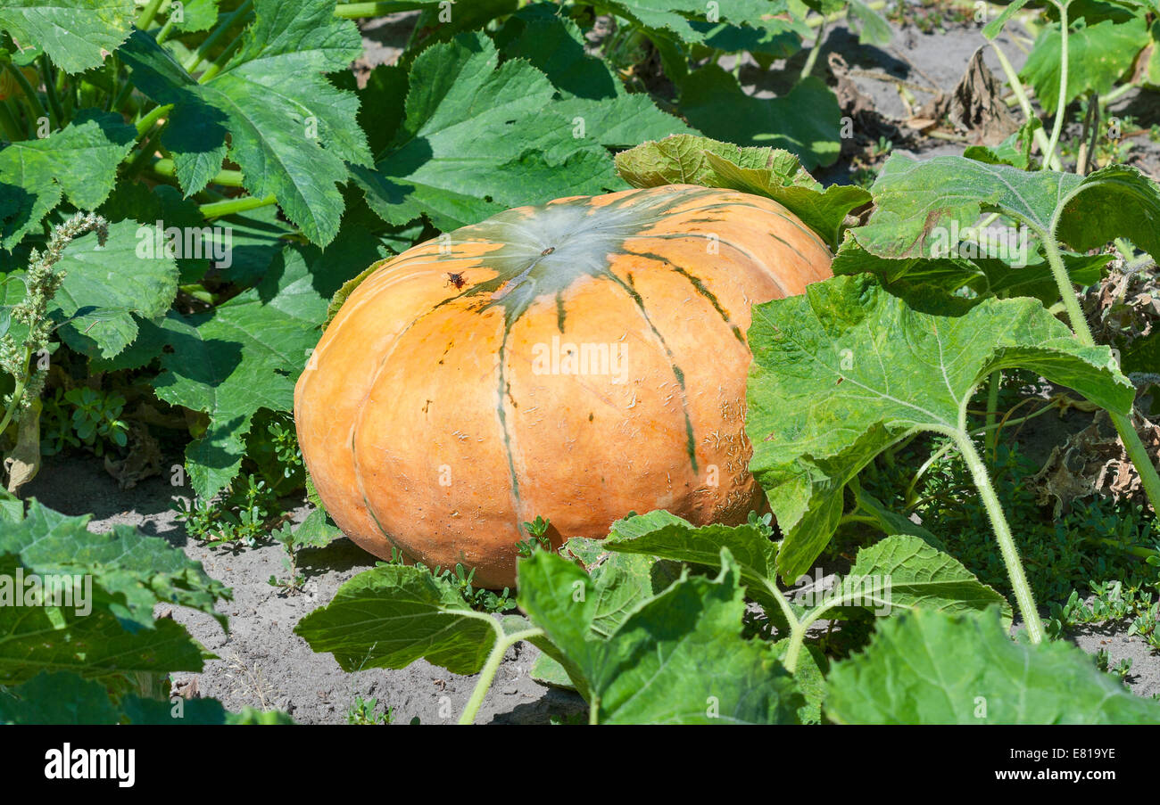 big pumpkin in the garden closeup Stock Photo - Alamy