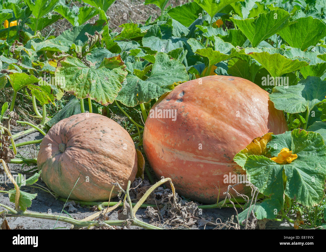 Two large pumpkins hi-res stock photography and images - Alamy