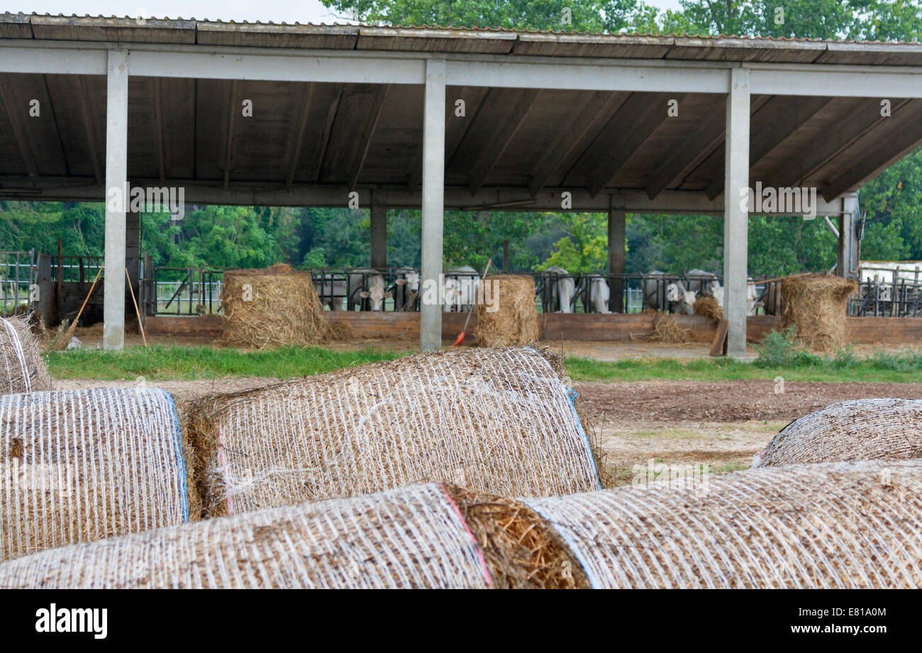cattle farm with white cows munching hay. haystacks in the foreground ...