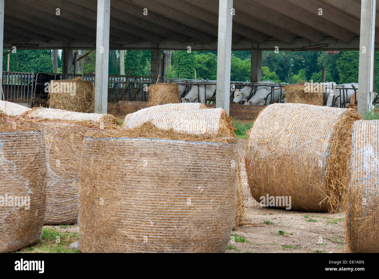 Cattle paddock hi-res stock photography and images - Alamy