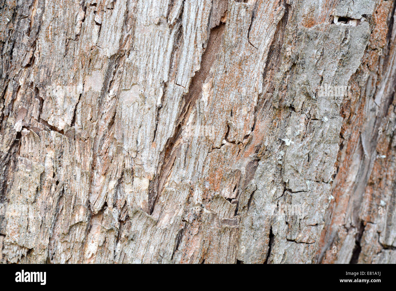 Old Wood Tree Texture Background Pattern Stock Photo - Alamy