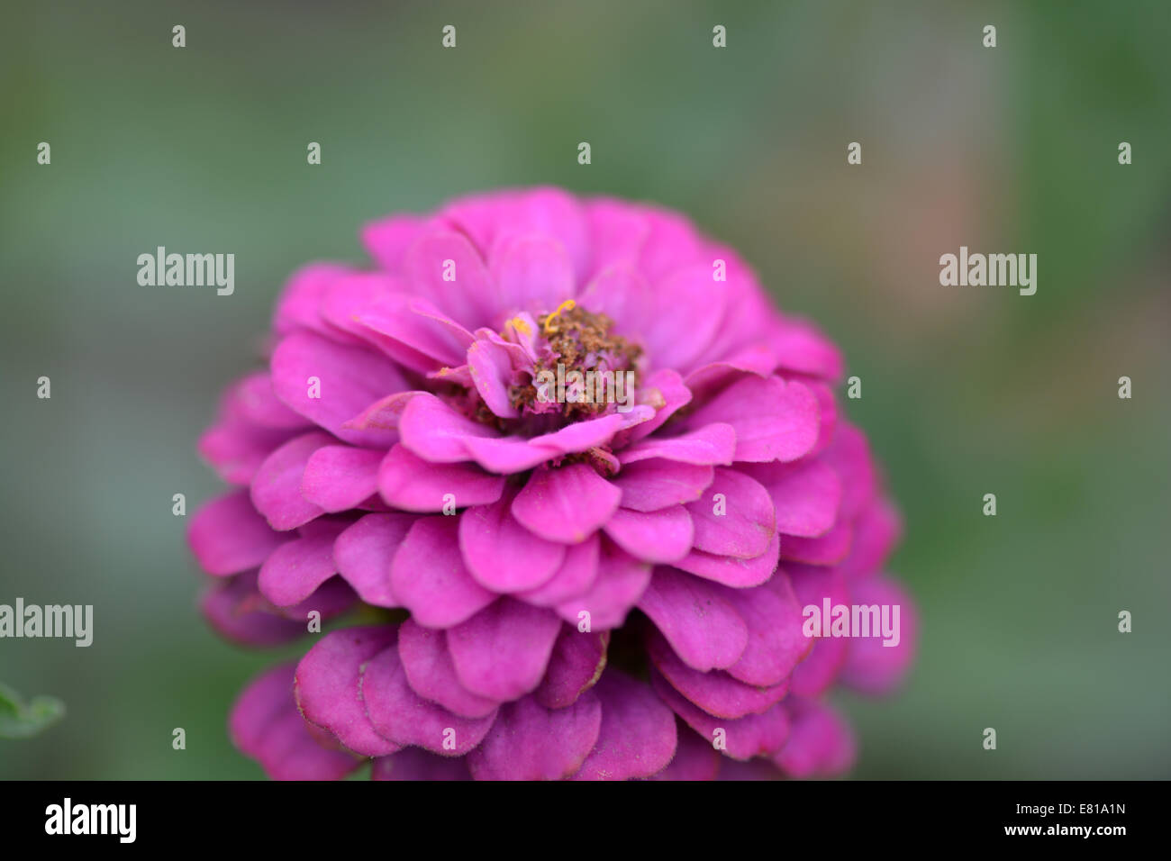 red little flowers Stock Photo - Alamy