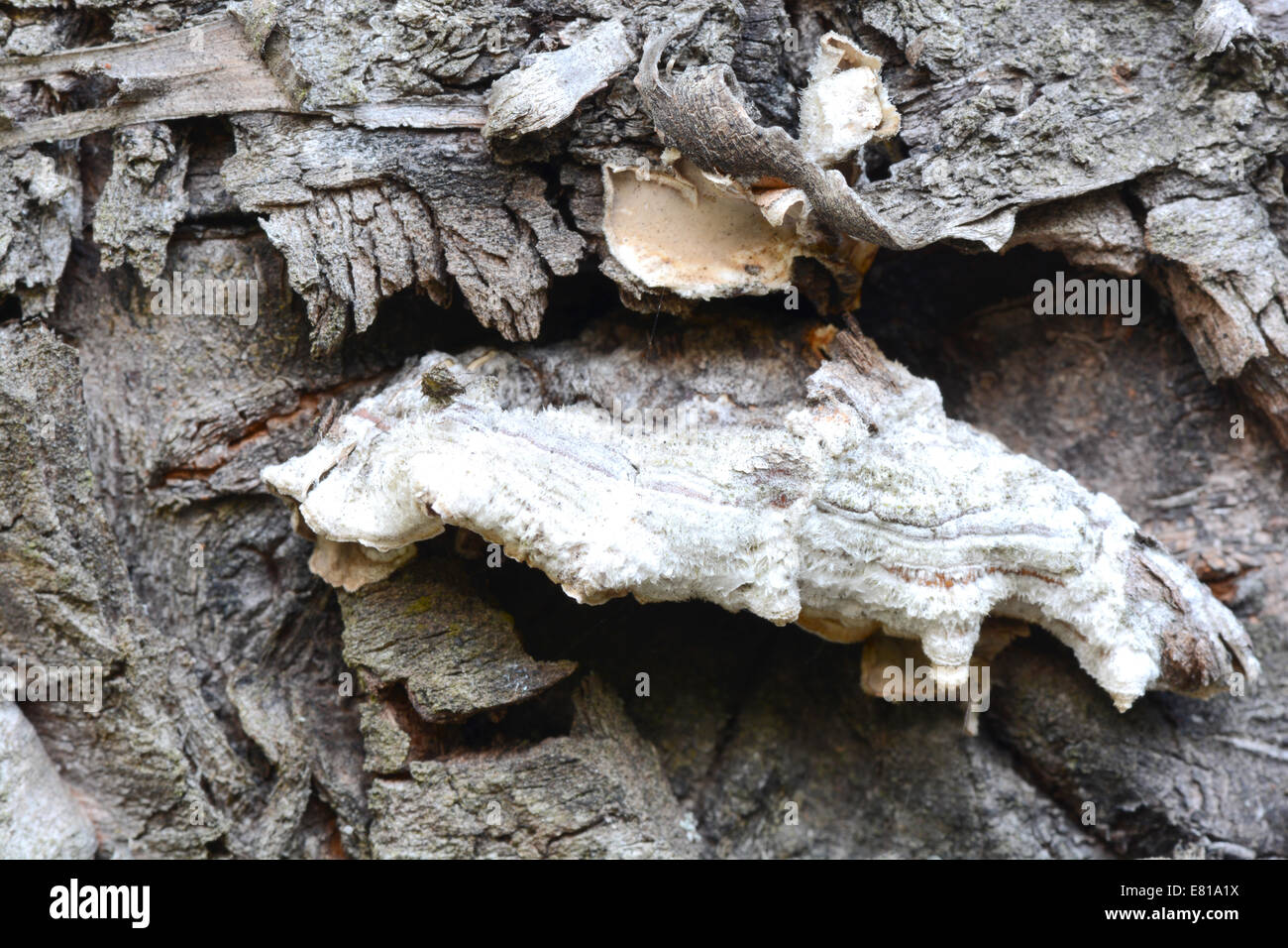 Pine cortex texture hi-res stock photography and images - Alamy