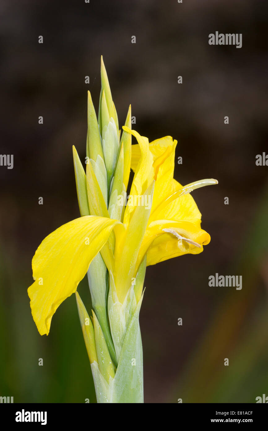Rhizome canna hi-res stock photography and images - Alamy
