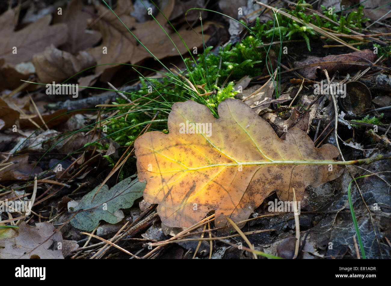 Dried leaf forest hi-res stock photography and images - Alamy