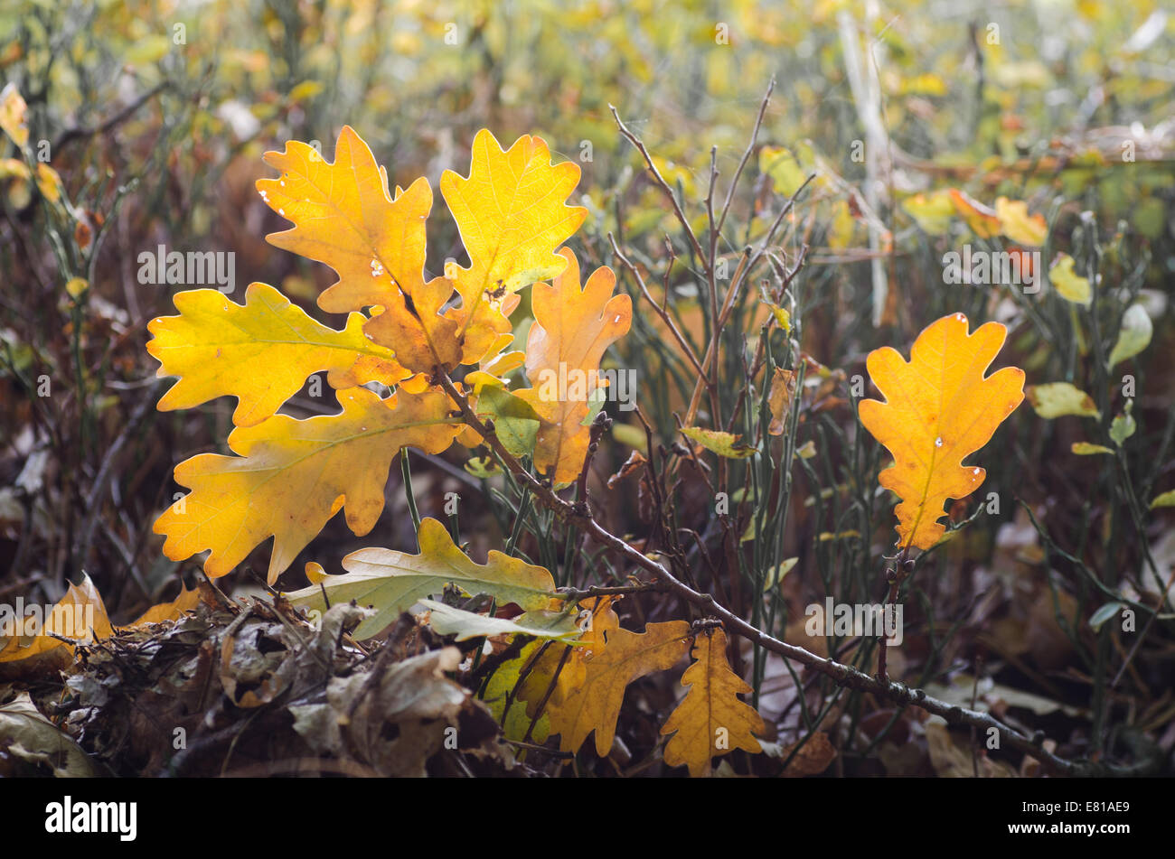 Leaves fallen leaves hi-res stock photography and images - Alamy