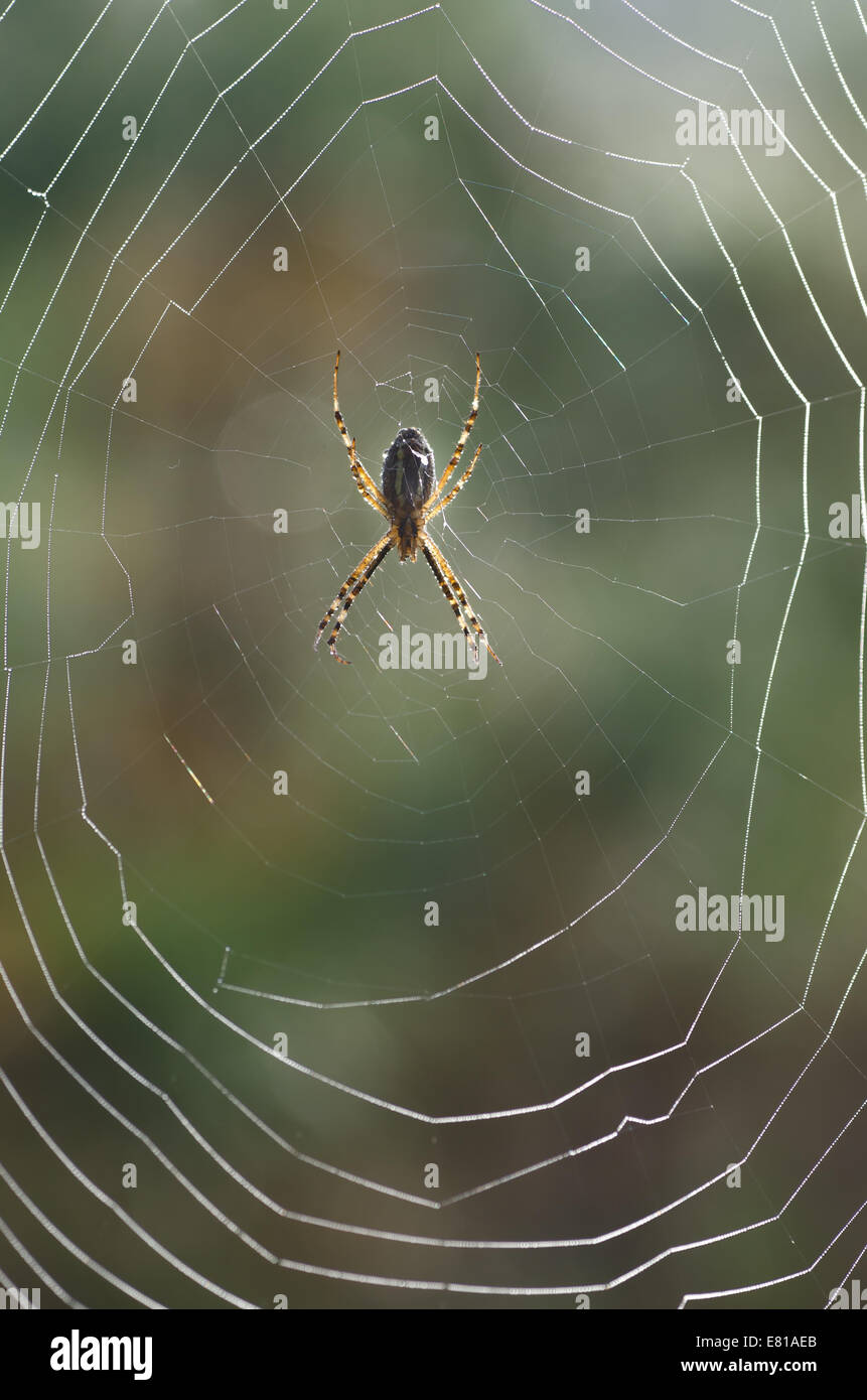 Cobweb trap hi-res stock photography and images - Alamy