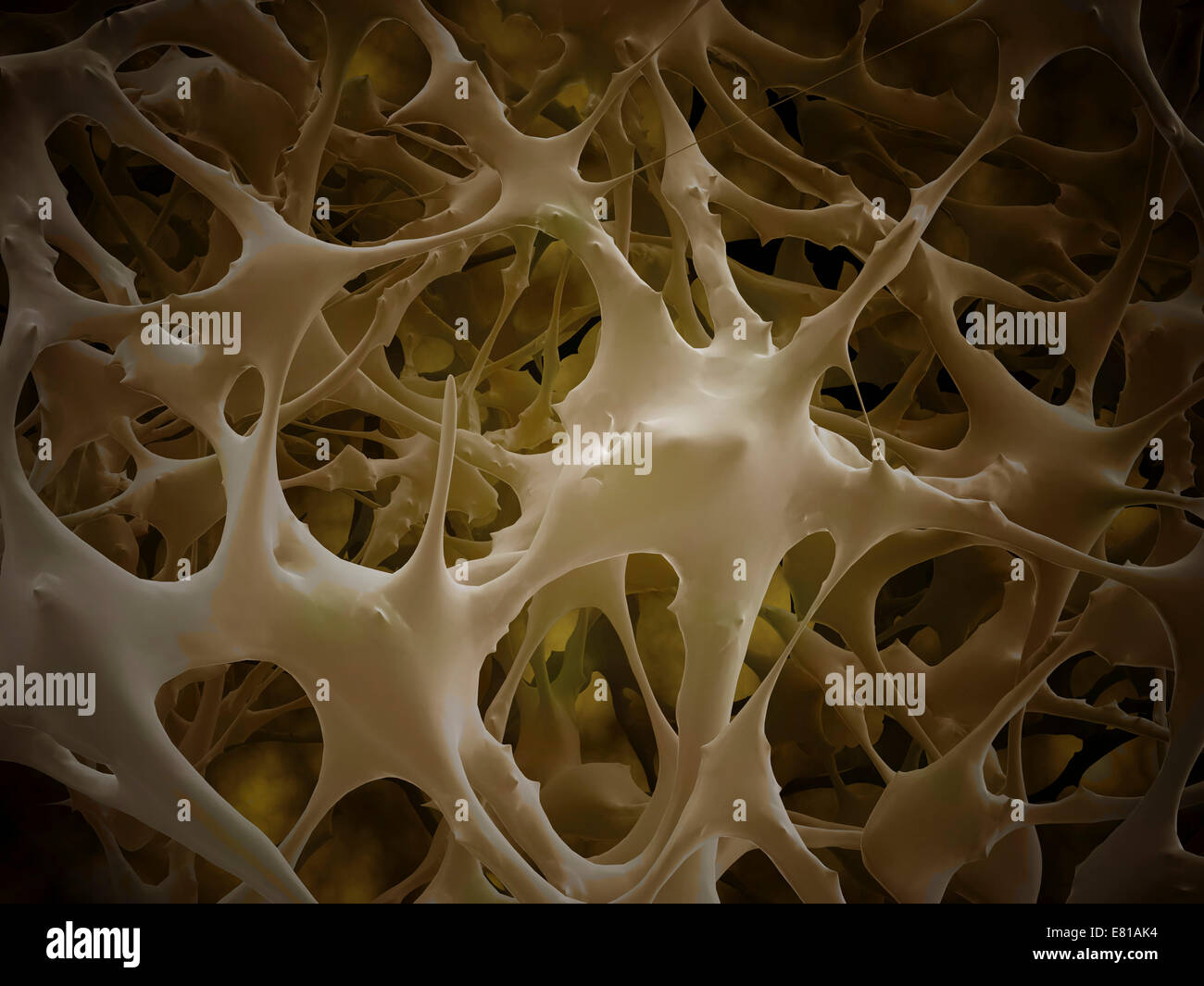 Microscopic view of bone fibre Stock Photo - Alamy