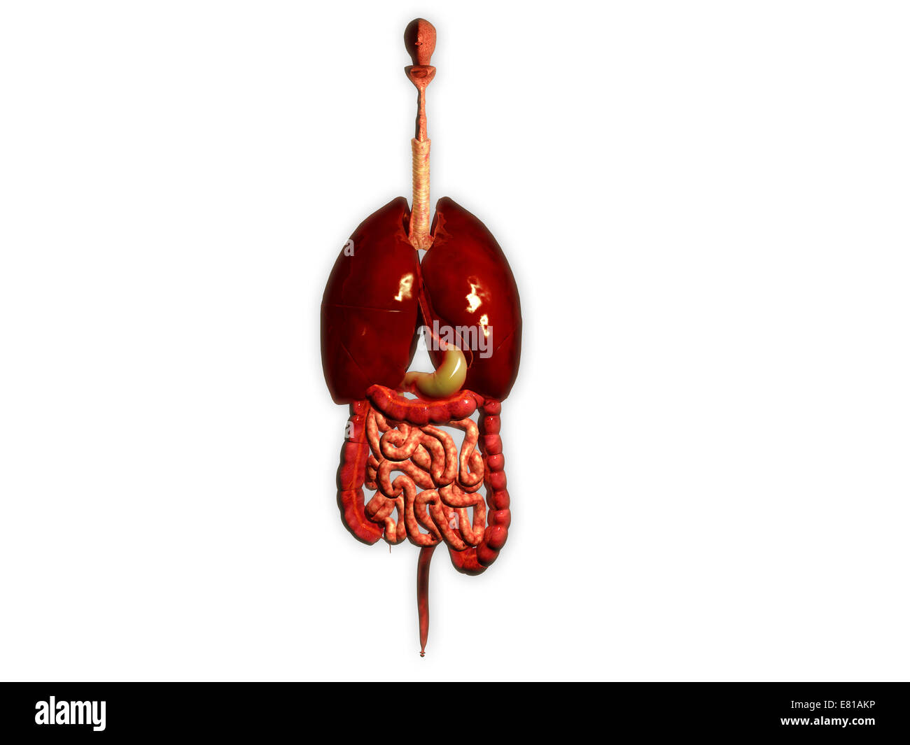 Front view of human digestive system with lungs Stock Photo - Alamy