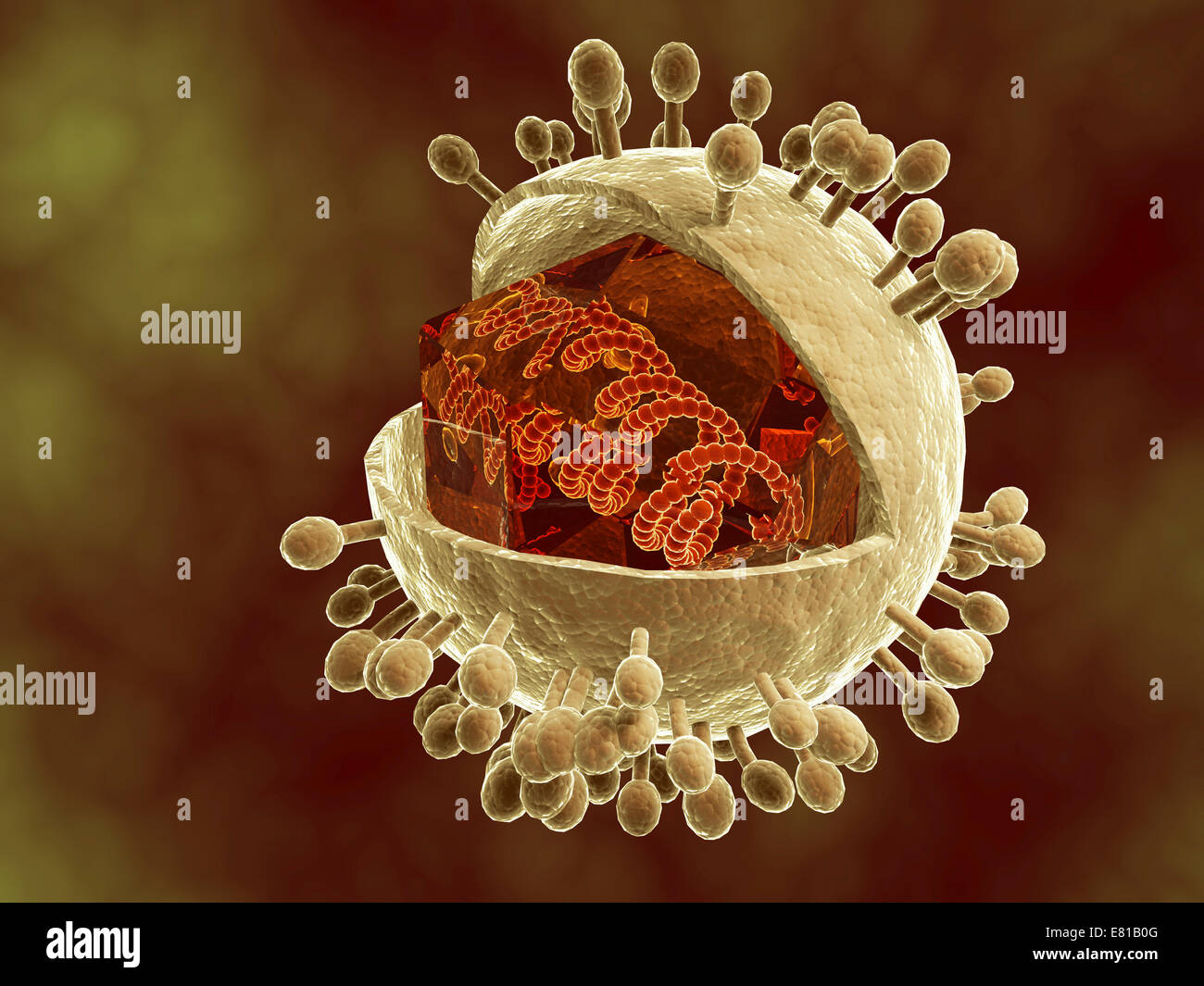 Conceptual image of human cytomegalovirus. Cytomegalovirus is a genus ...