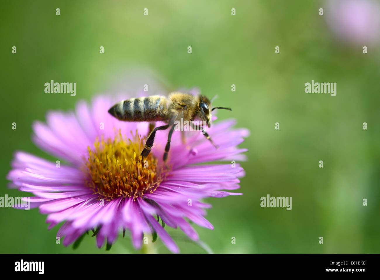 Gold pollination hi-res stock photography and images - Alamy