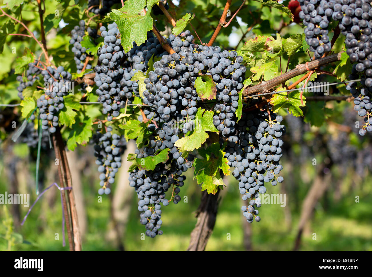 Ripe Blue Grapes In Vineyard Stock Photo - Alamy