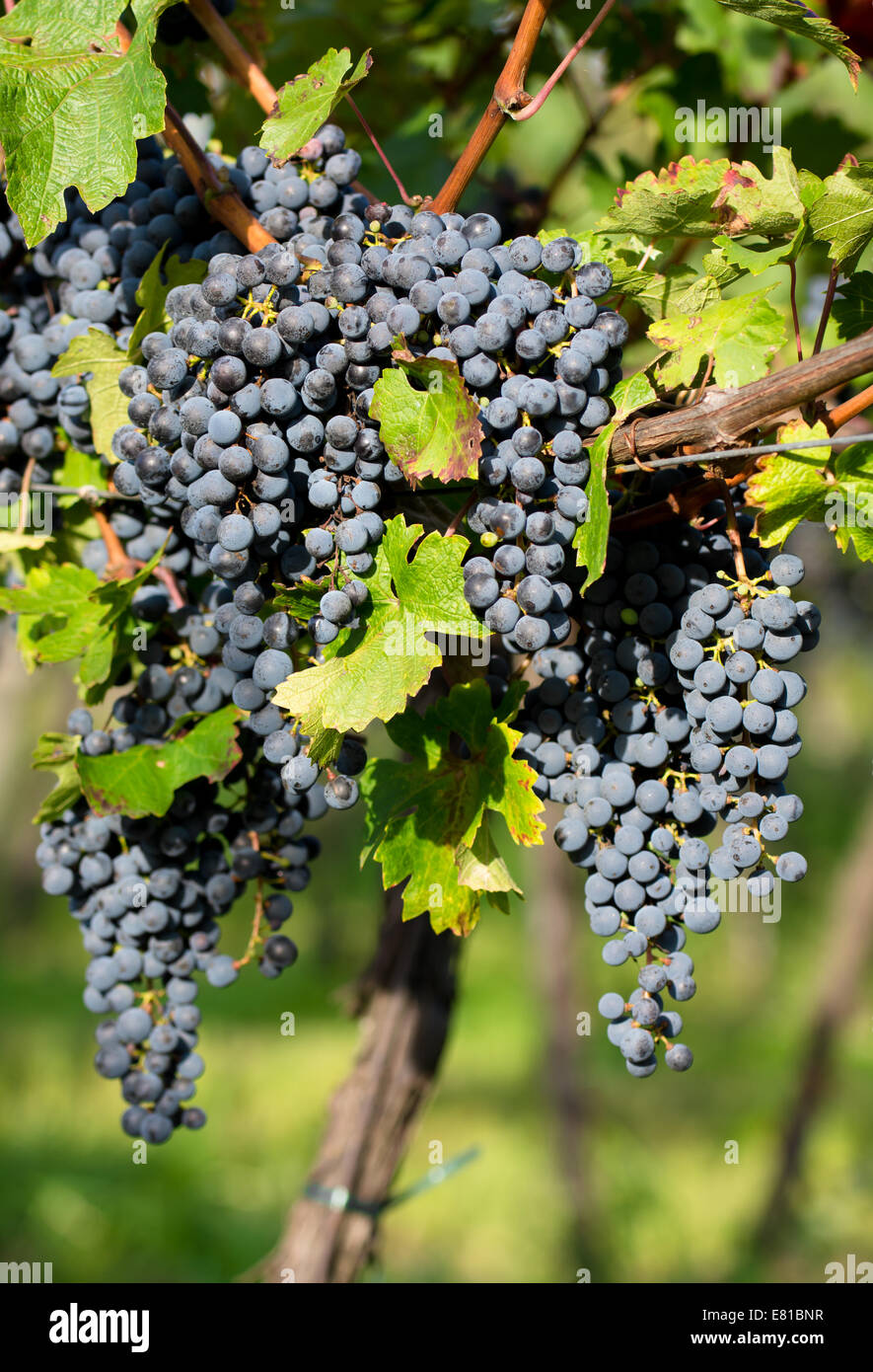 Ripe Blue Grapes In Vineyard Stock Photo - Alamy
