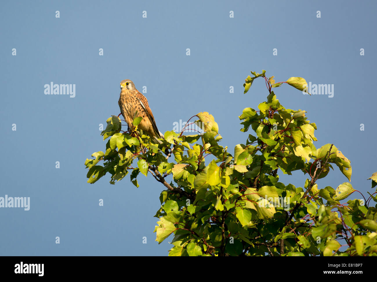 Kestrel on the lookout hi-res stock photography and images - Alamy