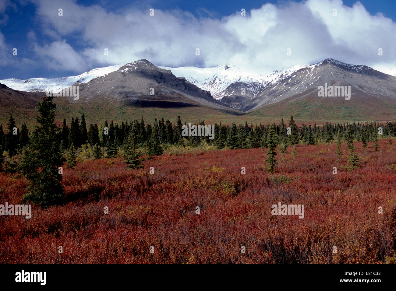 Fall color in Denali National Park AK Stock Photo - Alamy