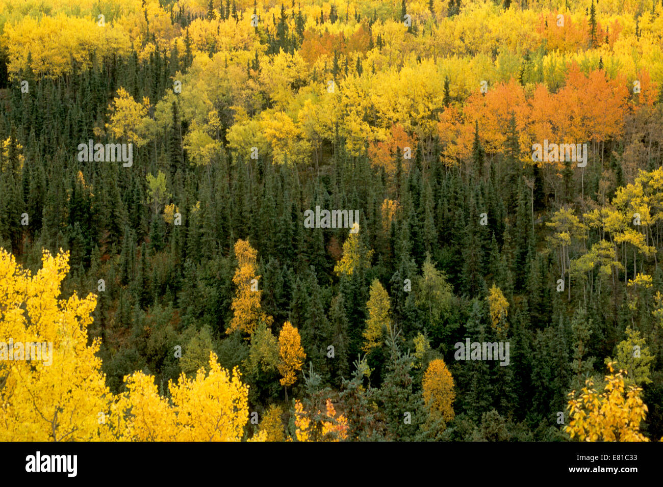 Fall color in Denali National Park, Alaska Stock Photo - Alamy