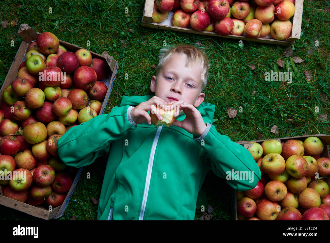 Child blond boy lying on the green grass background with apples ...