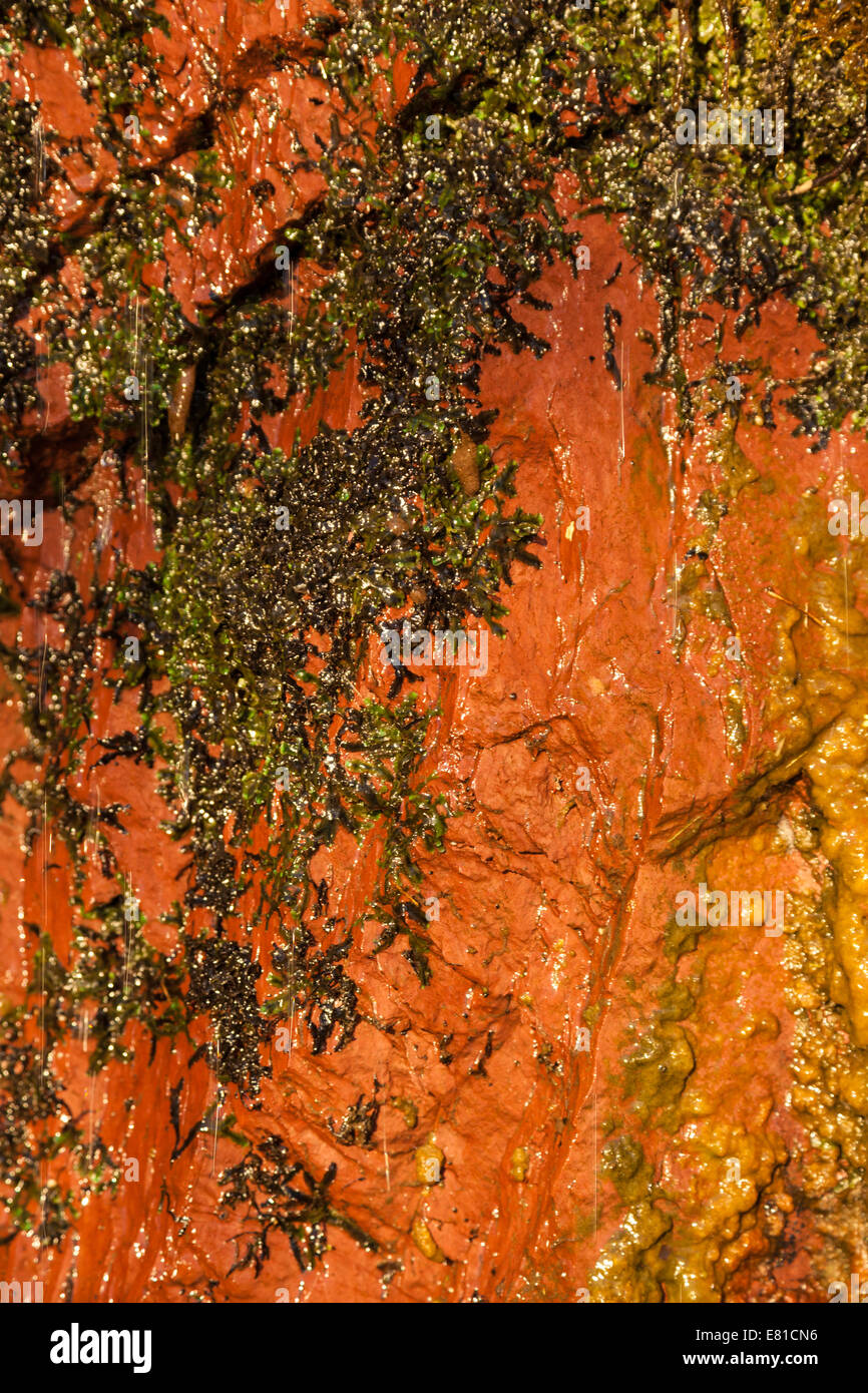 Background of natural wet orange stone wall texture rough rock surface ...