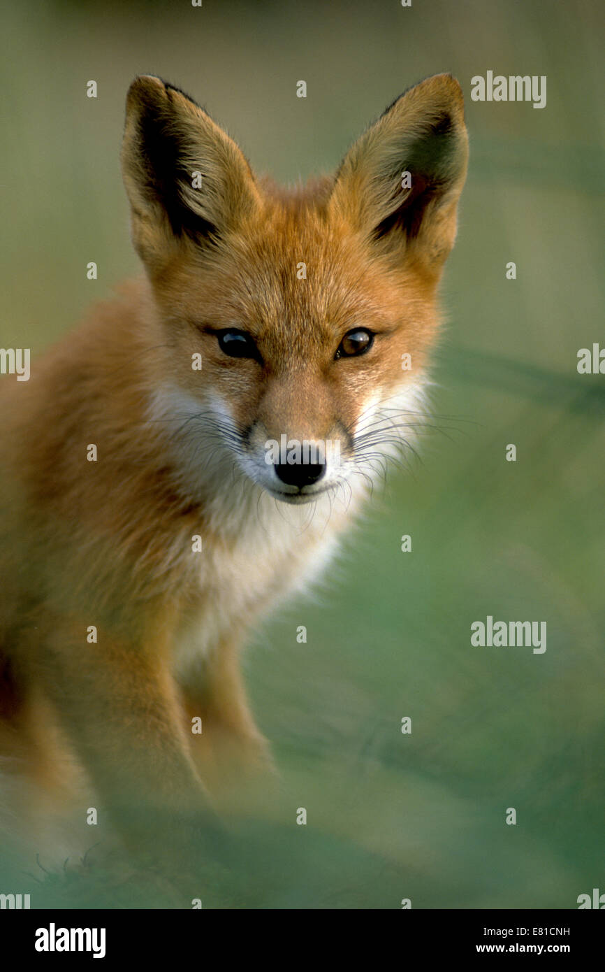 Red fox pup (kit) sitting in green grass near Puale Bay in Becharof ...