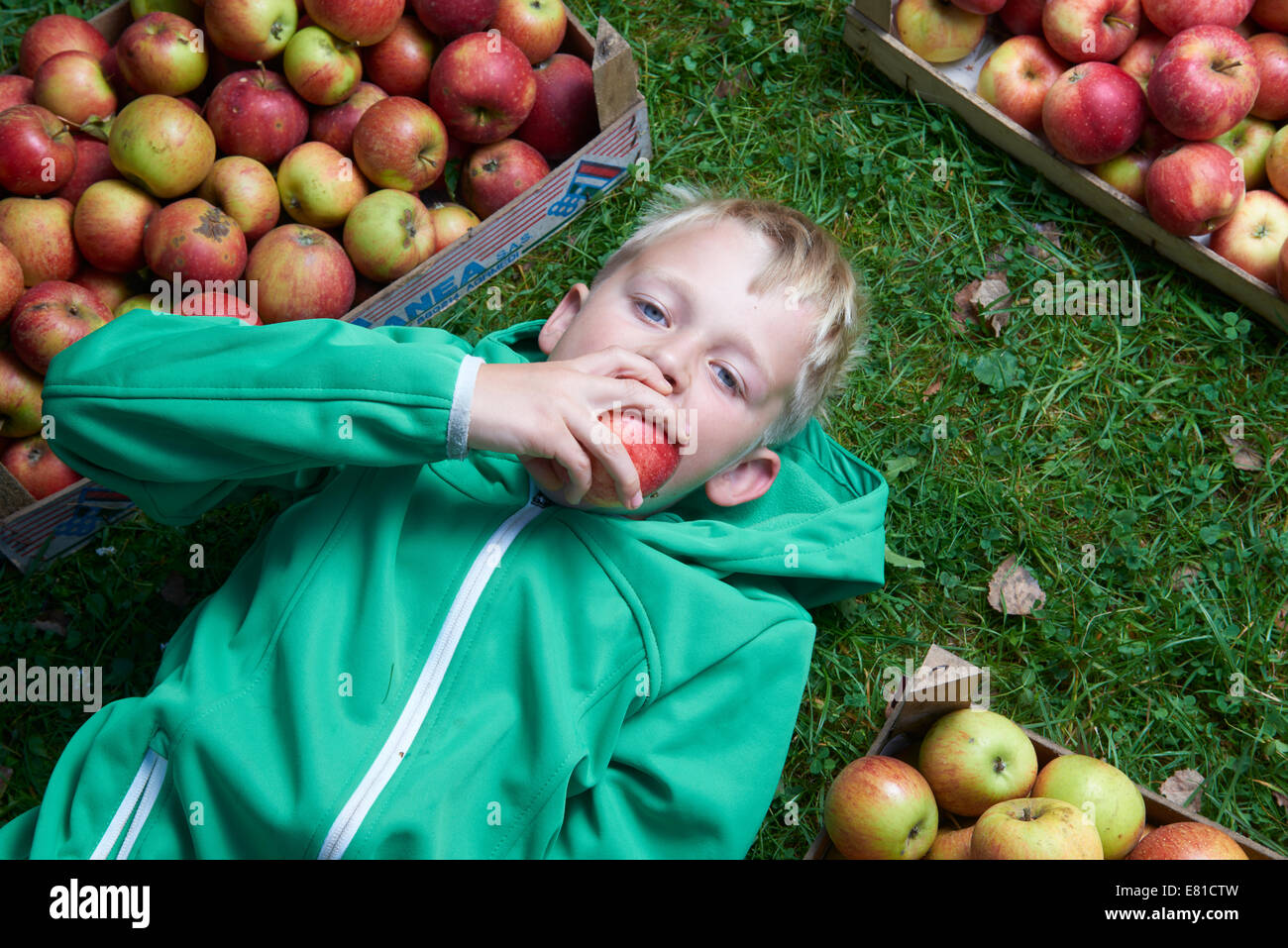 Child blond boy lying on the green grass background with apples ...