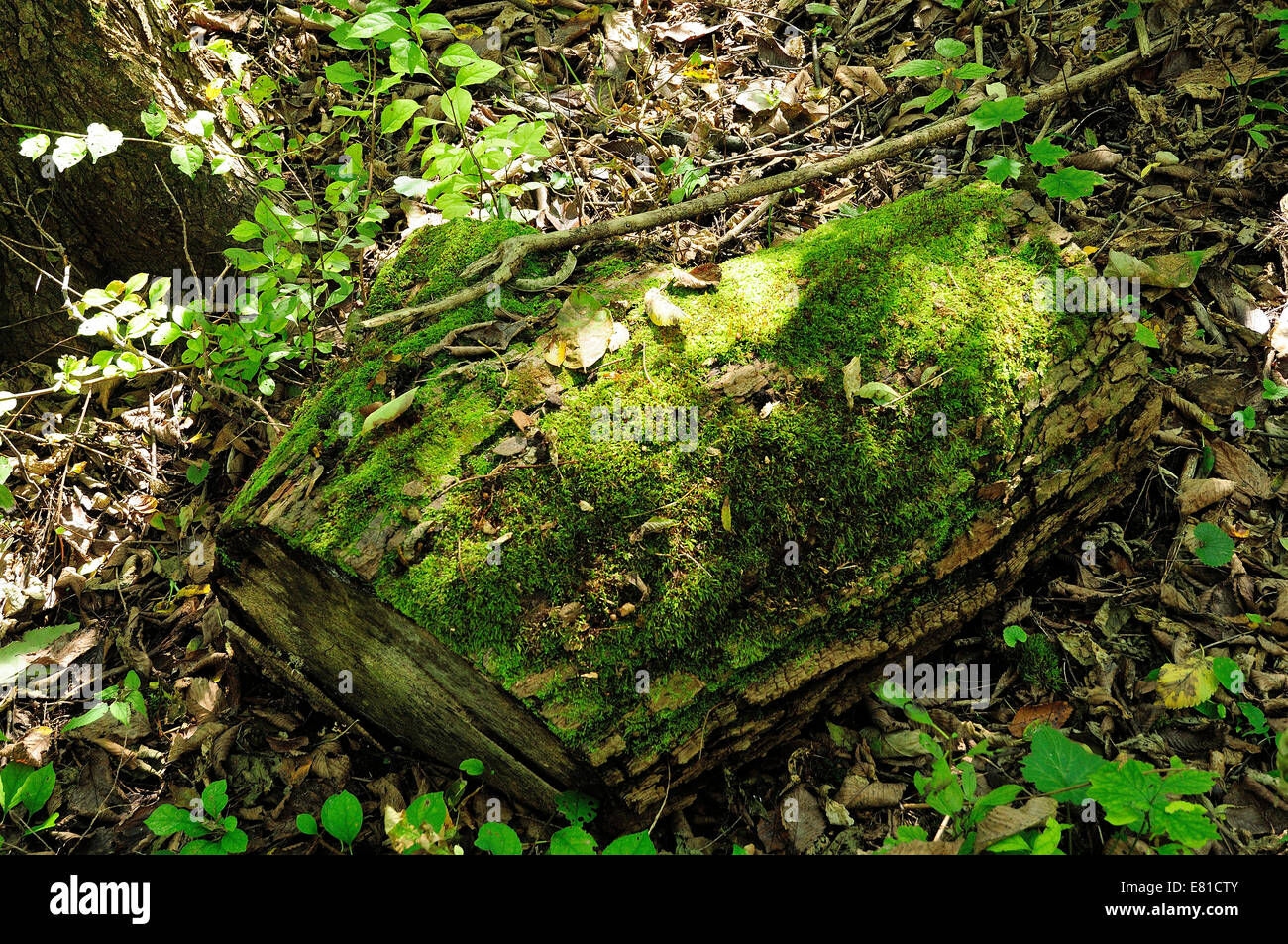 Moss growing on forest log Stock Photo - Alamy