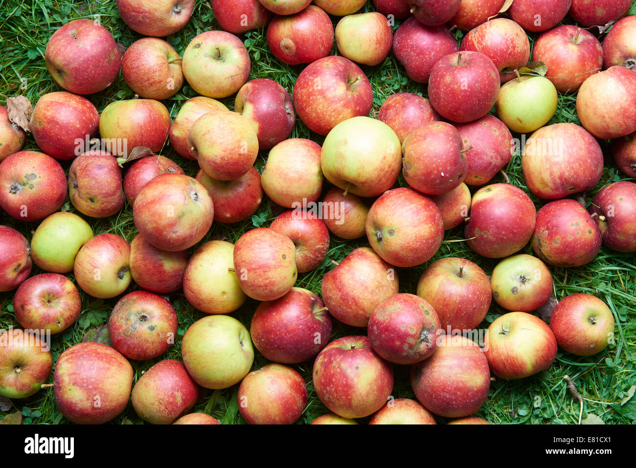 Red fall apples lie in the grass. Autumn harvest concept background ...
