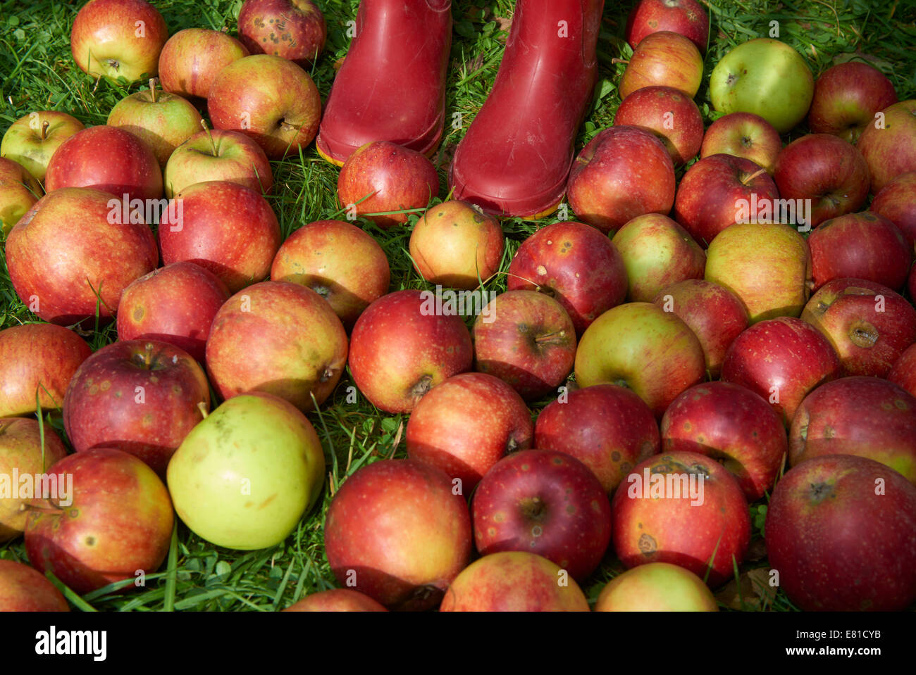 Red fall apples lie in the grass. Autumn harvest concept background ...