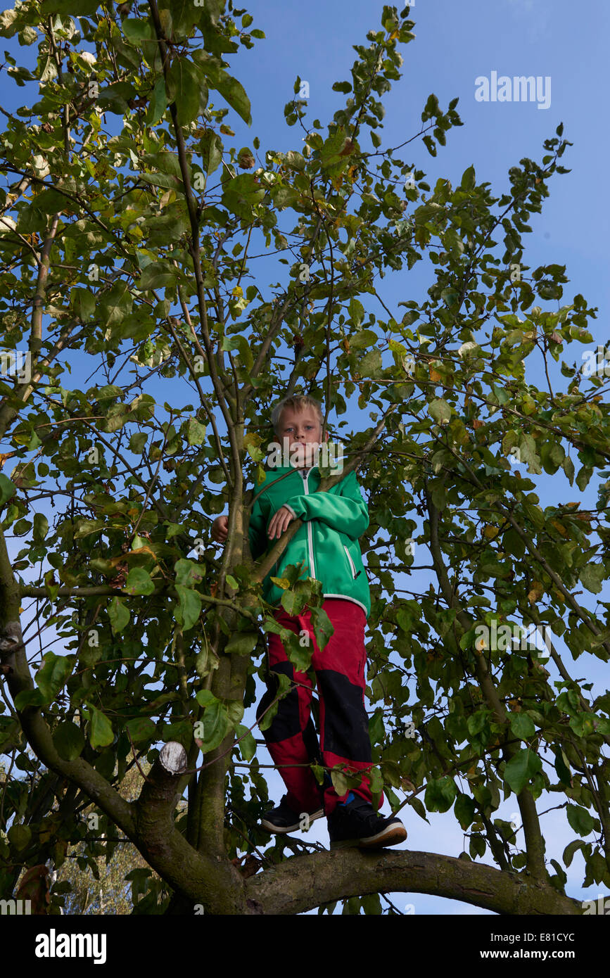 Child blond Boy standing or climbing in apple tree, autumn Stock Photo ...