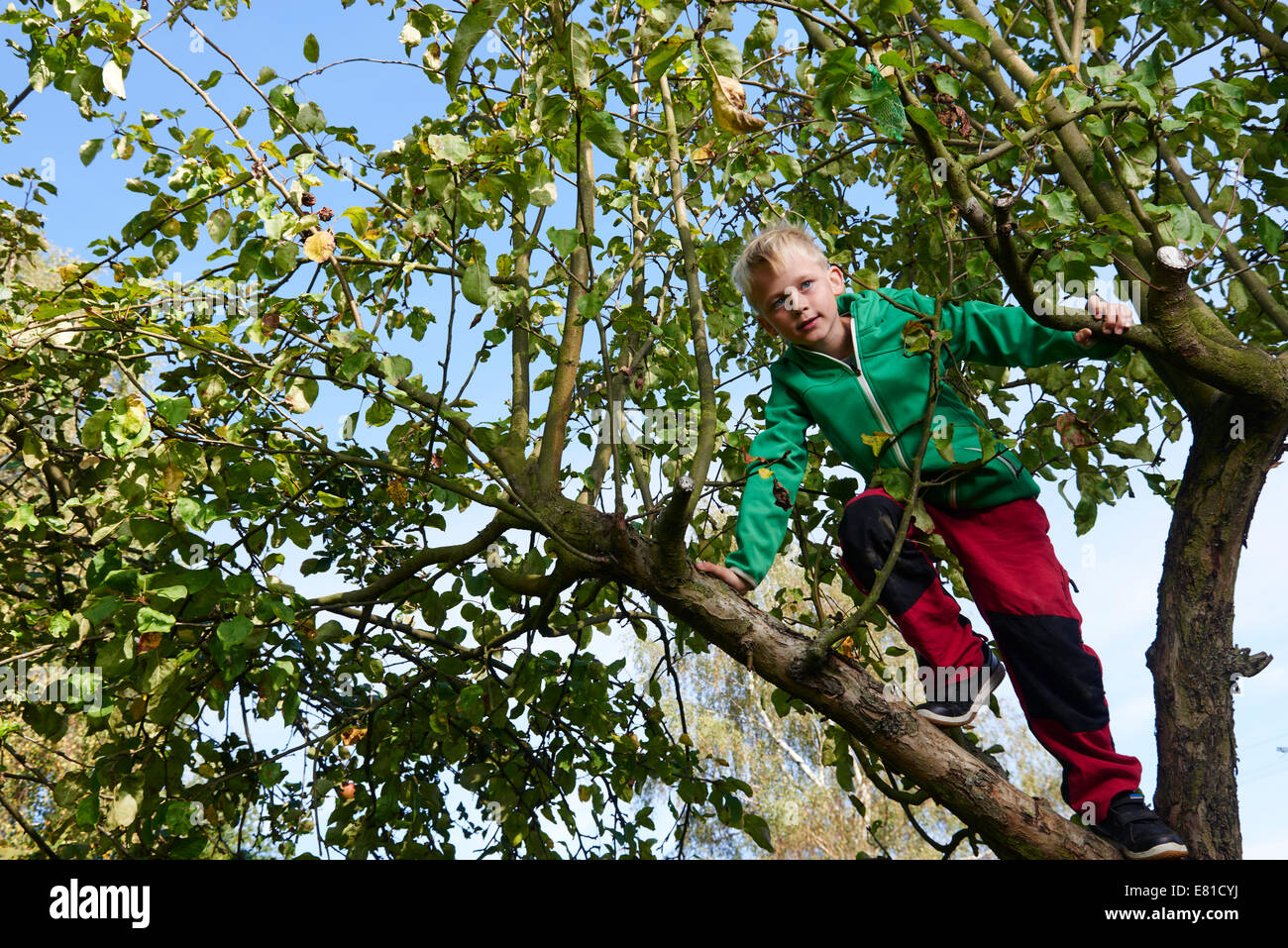 Child blond Boy standing or climbing in apple tree, autumn Stock Photo ...