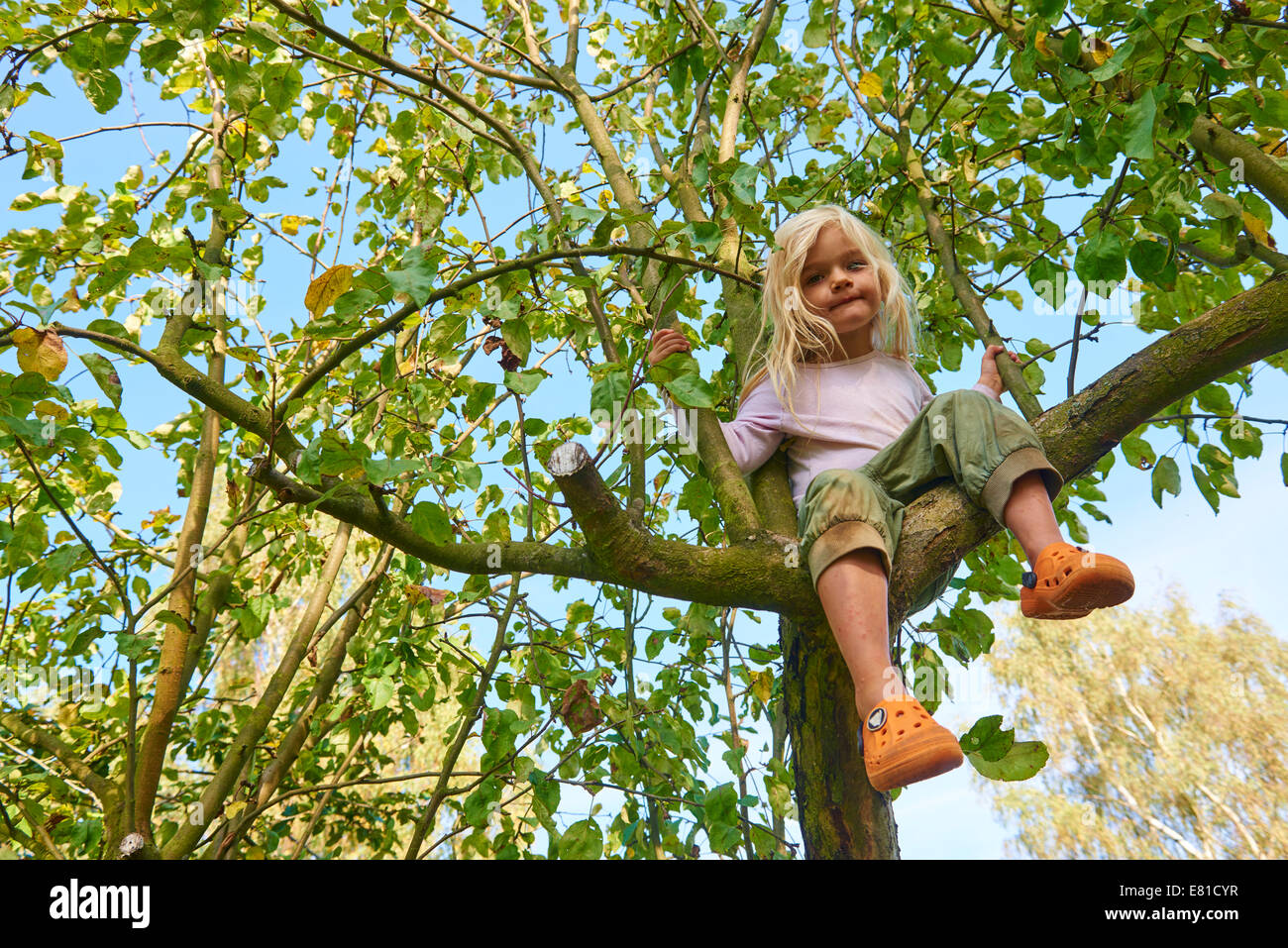 Little blond child girl climbing on a apple tree in the garden Stock ...