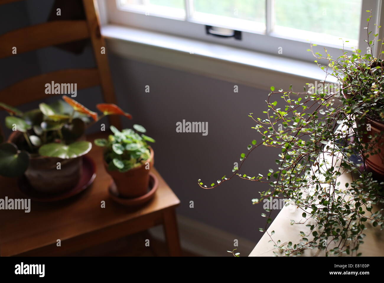 Houseplants hi-res stock photography and images - Alamy