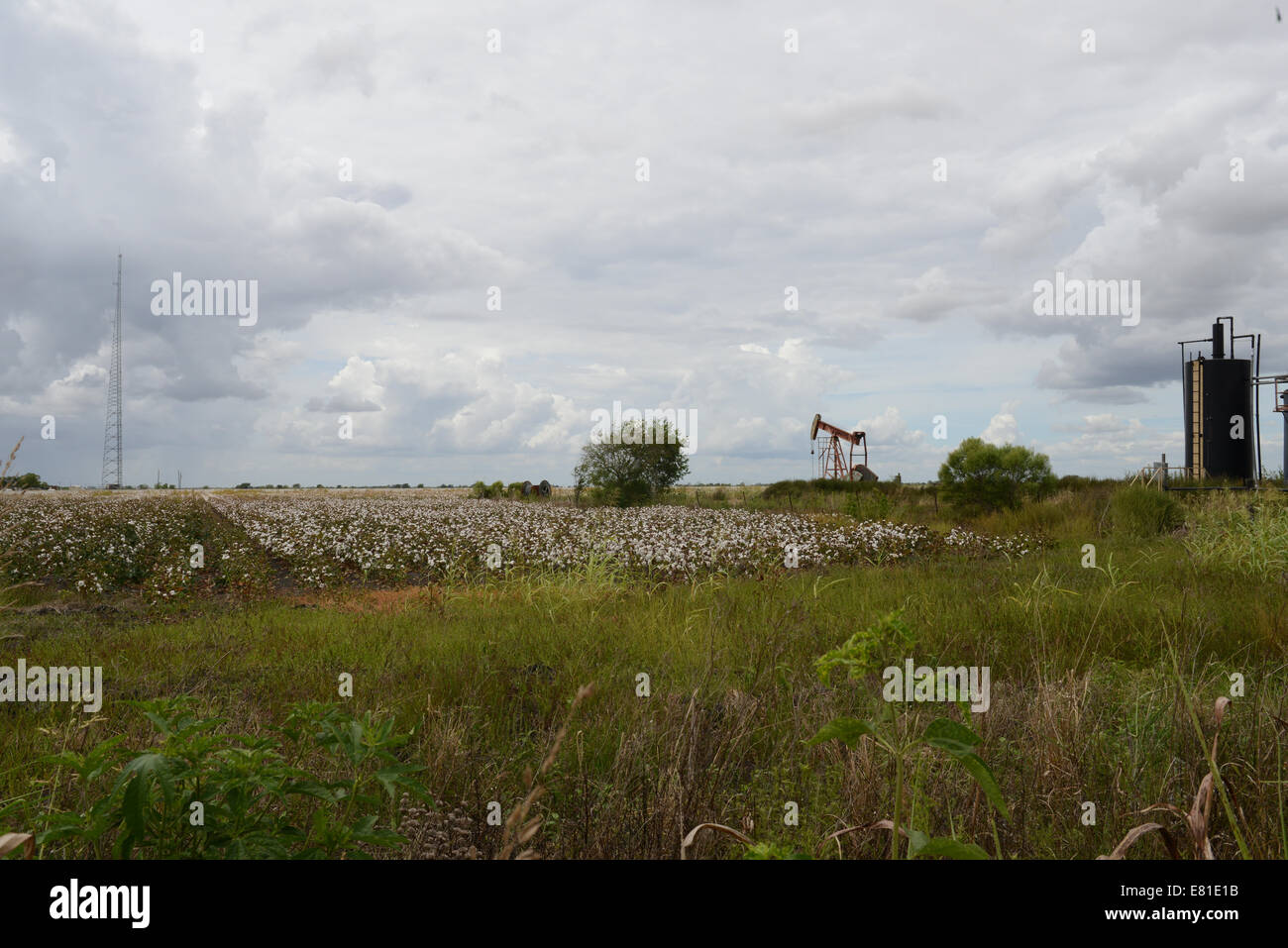 Cotton fields ready for picking in rural Texas, USA. Expansive ...