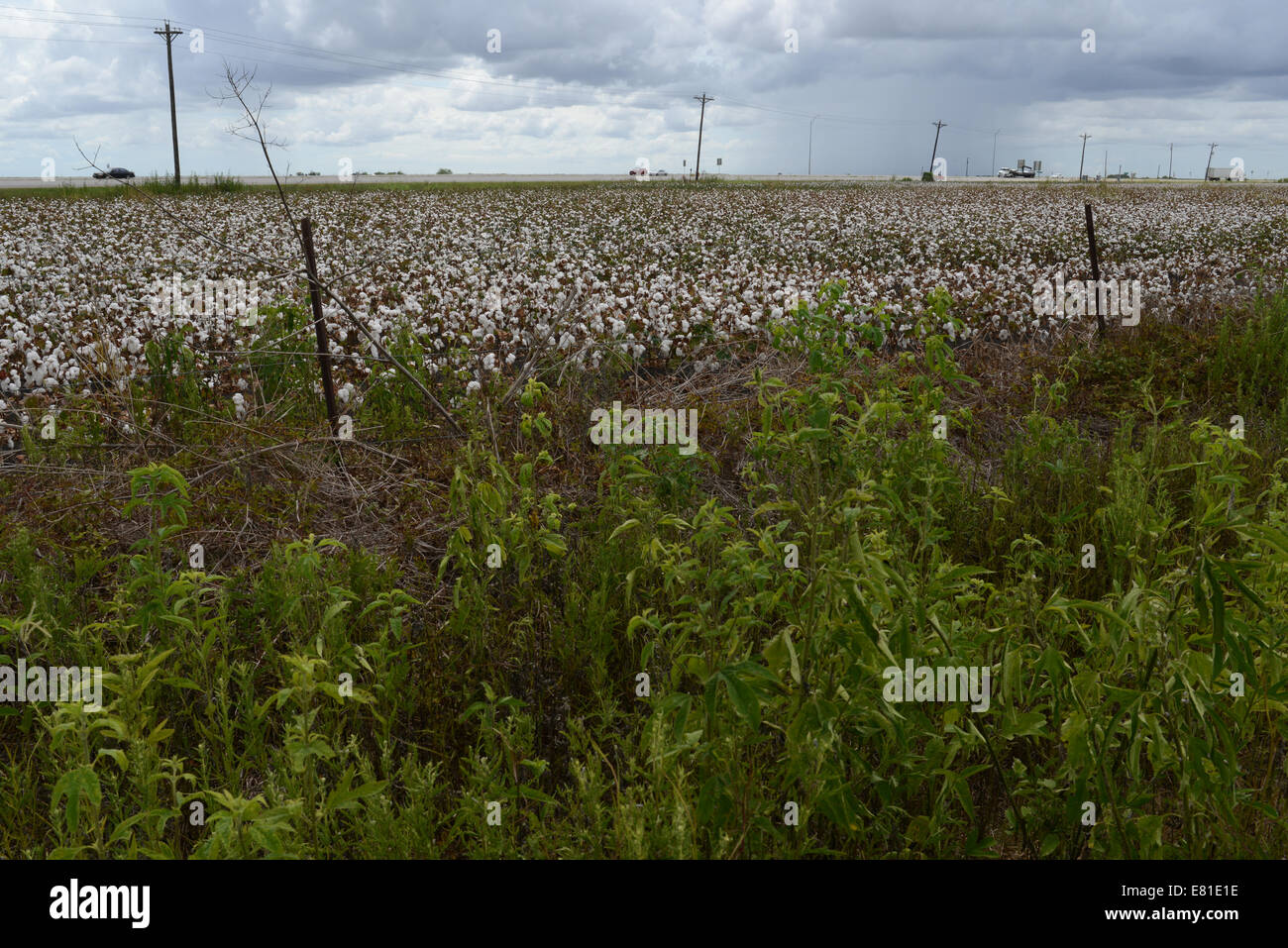 Cotton fields ready for picking in rural Texas, USA. Expansive ...