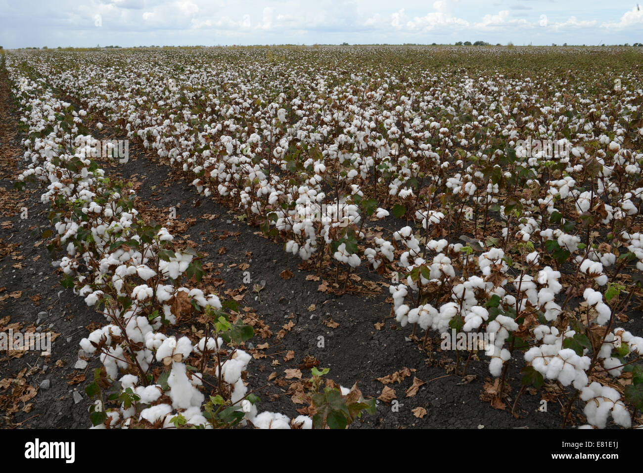 Cotton fields ready for picking in rural Texas, USA. Expansive ...