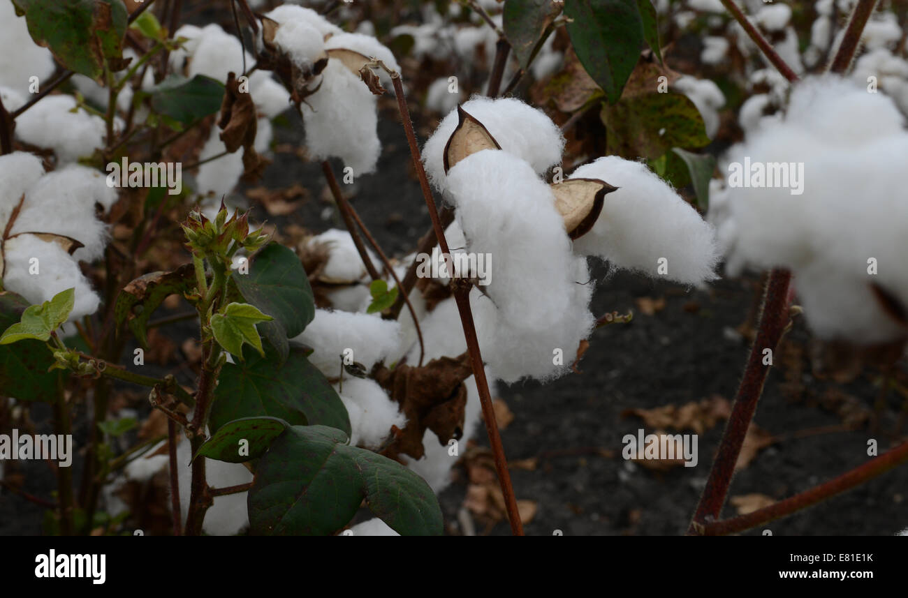 Cotton fields ready for picking in rural Texas, USA. Expansive ...