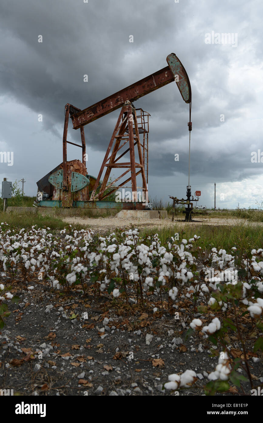 Cotton picking texas hi-res stock photography and images - Alamy